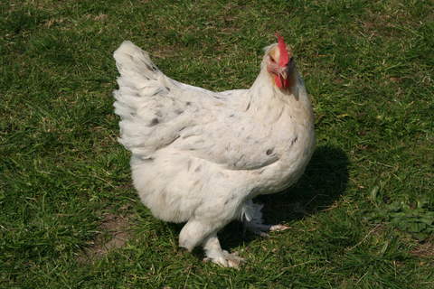 Marans For Sale | Chickens | Breed Information | Omlet